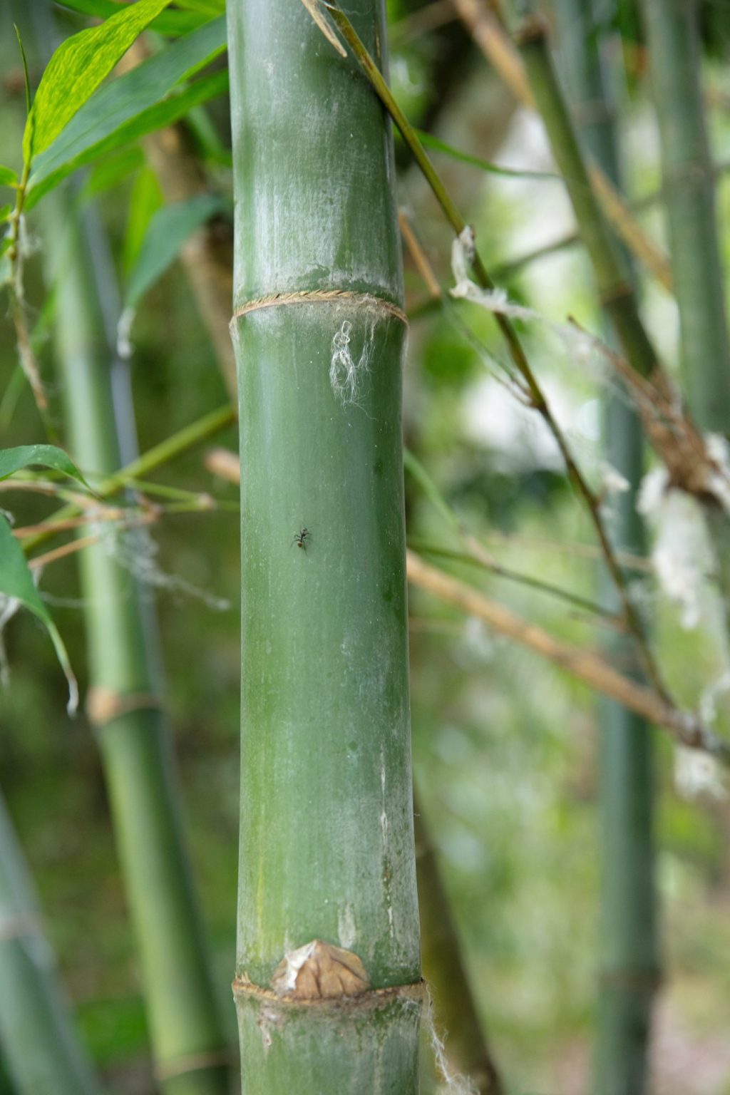 How to collect ants? - The Ants of Saiyuen
