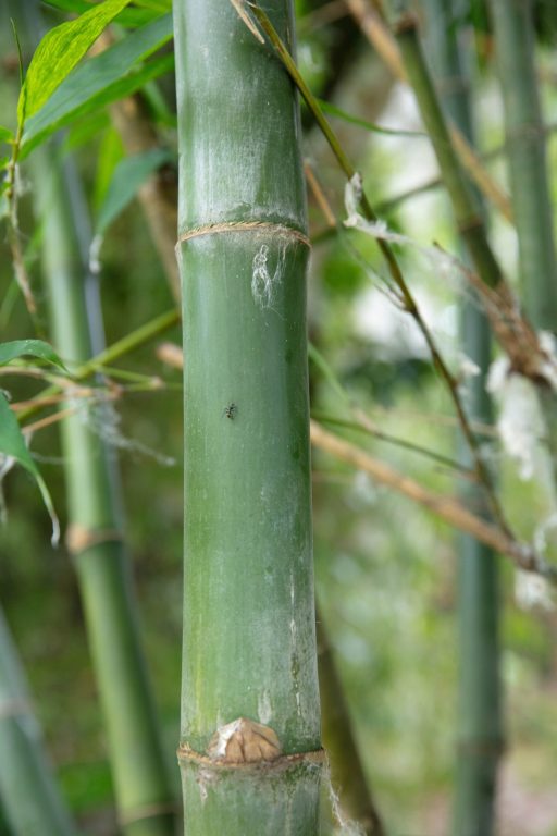 Introduction to Ants - The Ants of Saiyuen