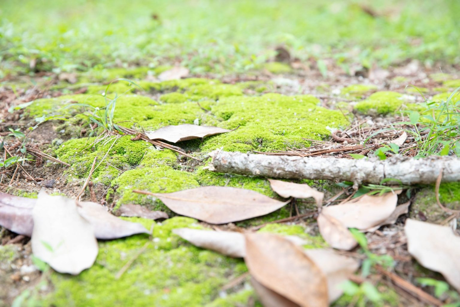 Tetramorium - The Ants of Saiyuen