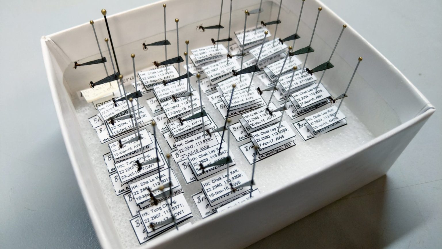 How to collect ants? - The Ants of Saiyuen