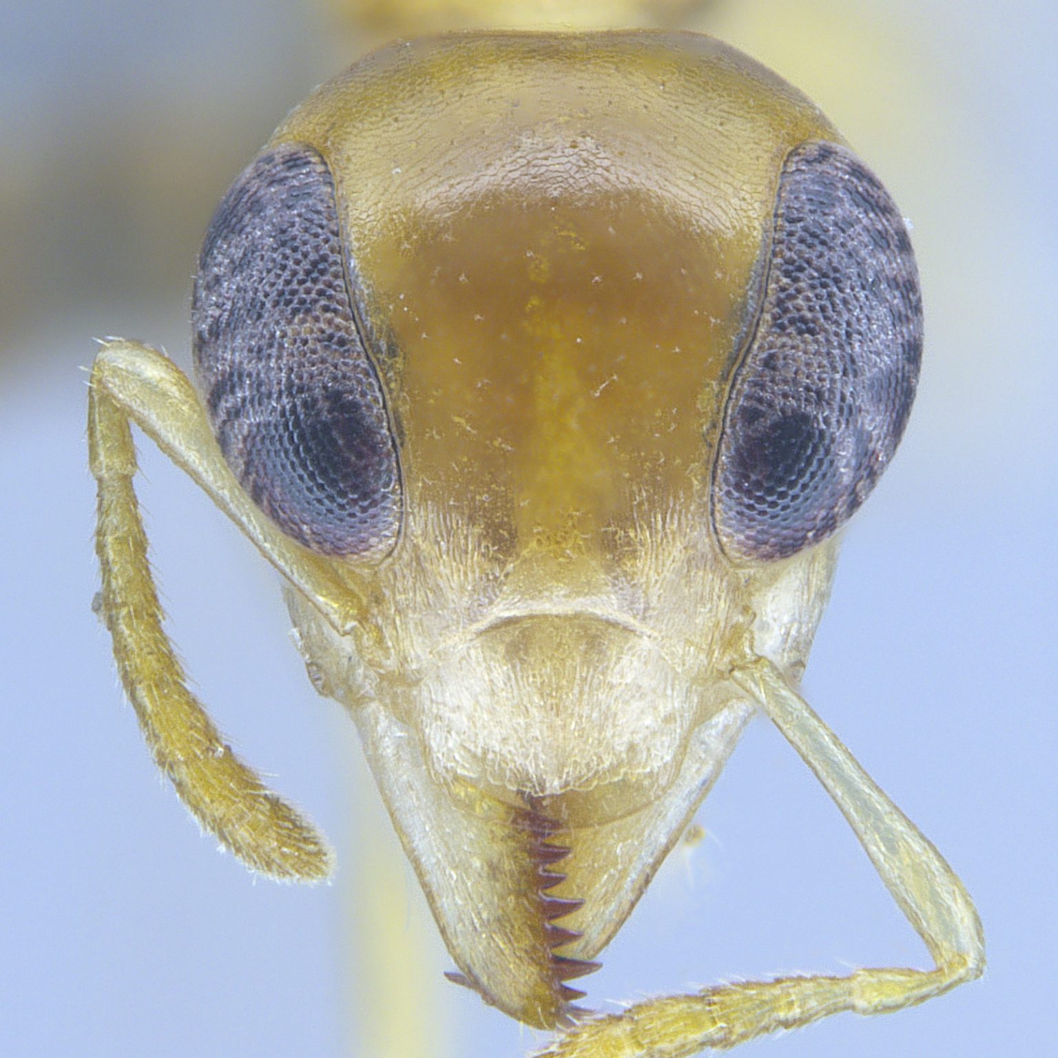 Gesomyrmex - The Ants of Saiyuen