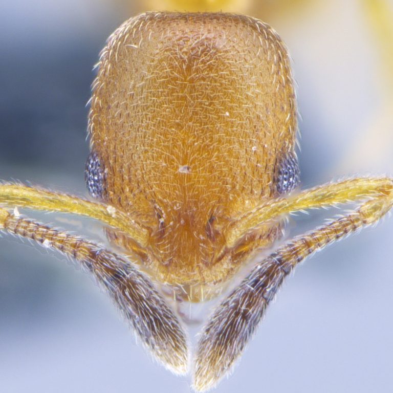 Cardiocondyla - The Ants of Saiyuen