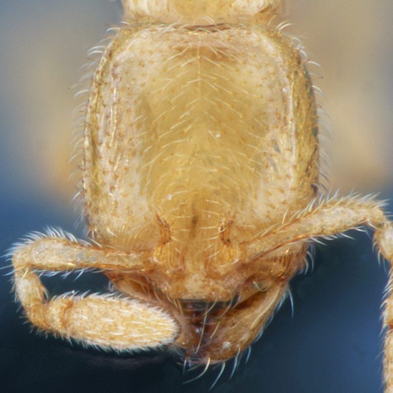 Carebara - The Ants of Saiyuen