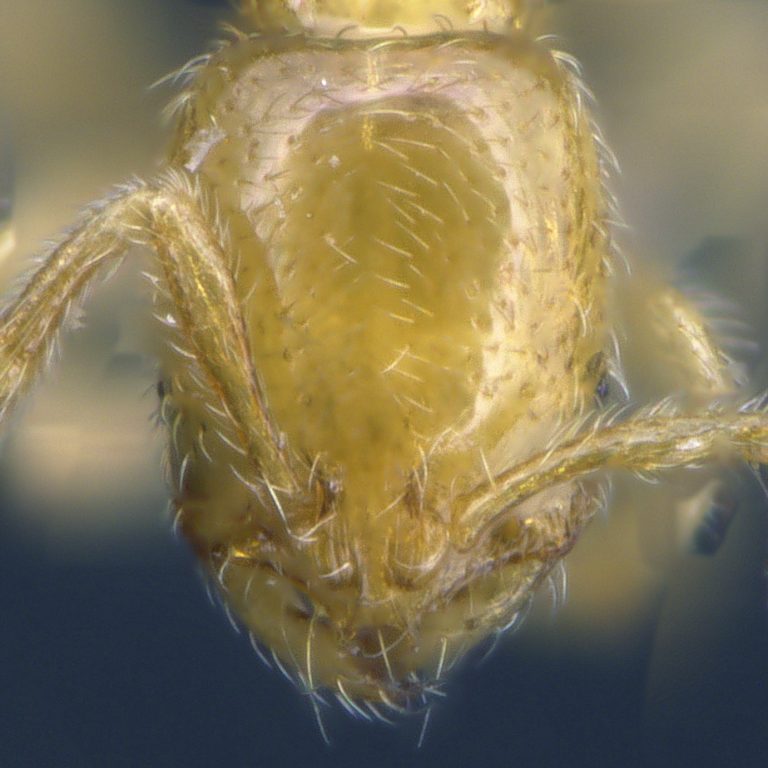 Solenopsis - The Ants of Saiyuen