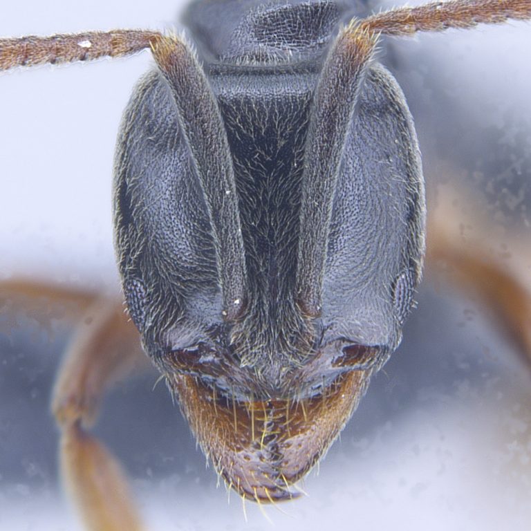 螞蟻一覽 - 西園螞蟻