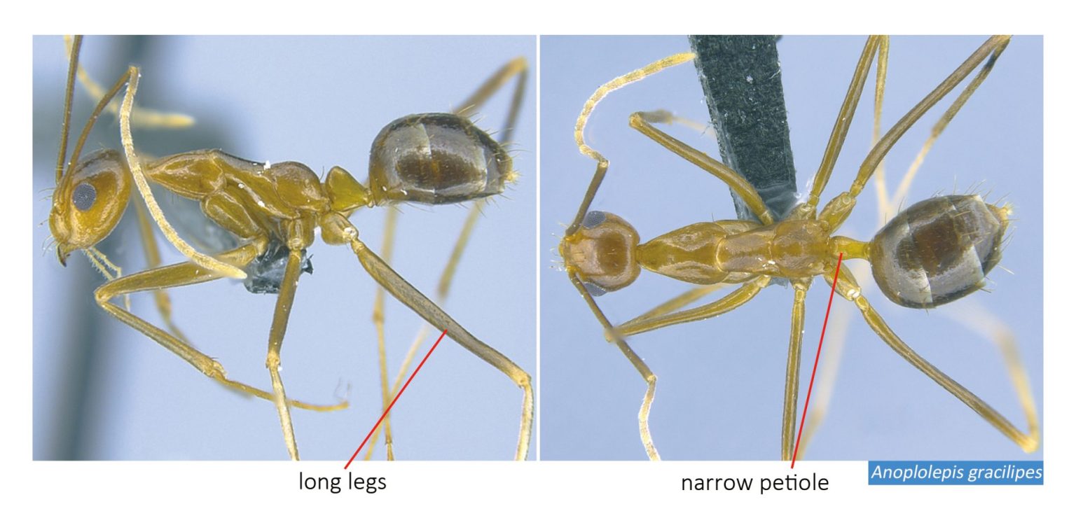 Anoplolepis - The Ants of Saiyuen