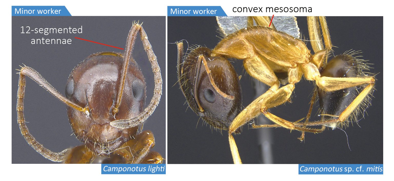 Camponotus - The Ants of Saiyuen