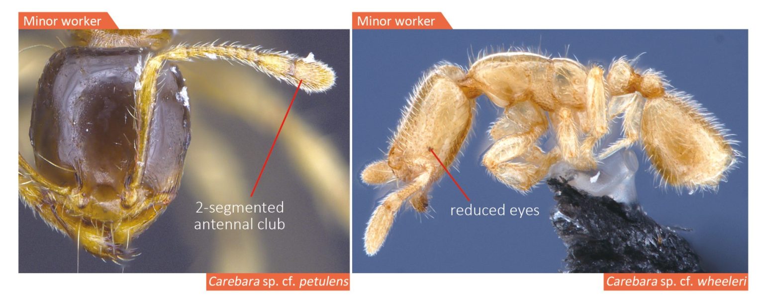 Carebara - The Ants of Saiyuen