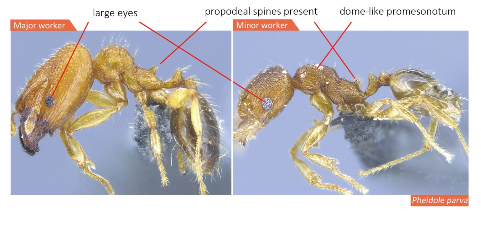 Pheidole - The Ants of Saiyuen