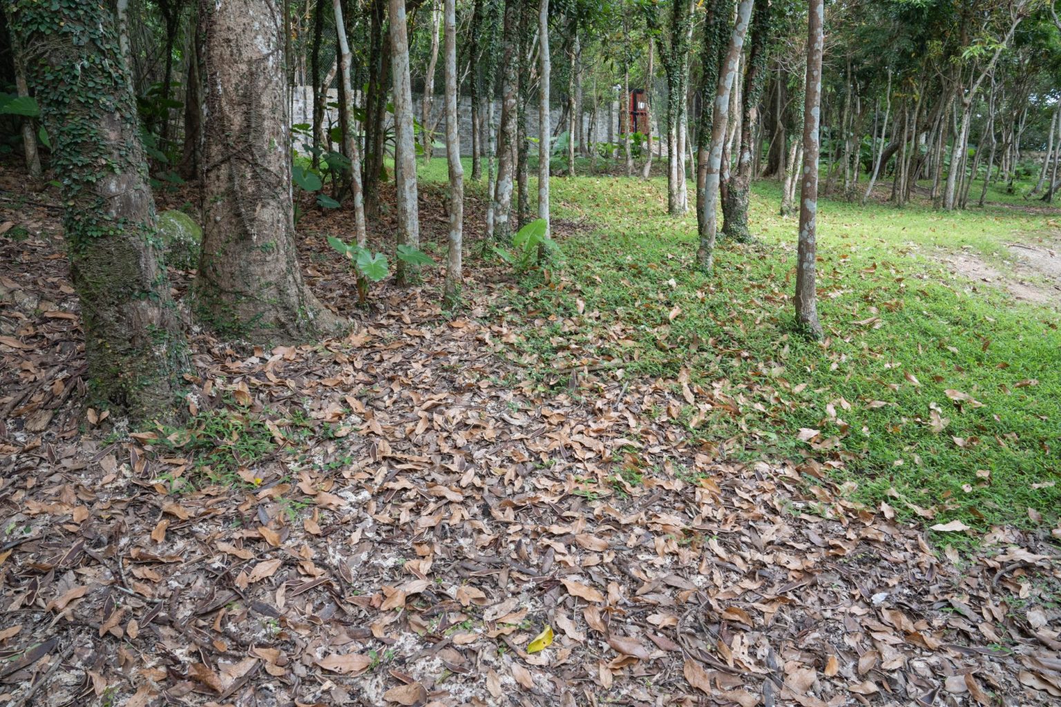 Home - The Ants of Saiyuen