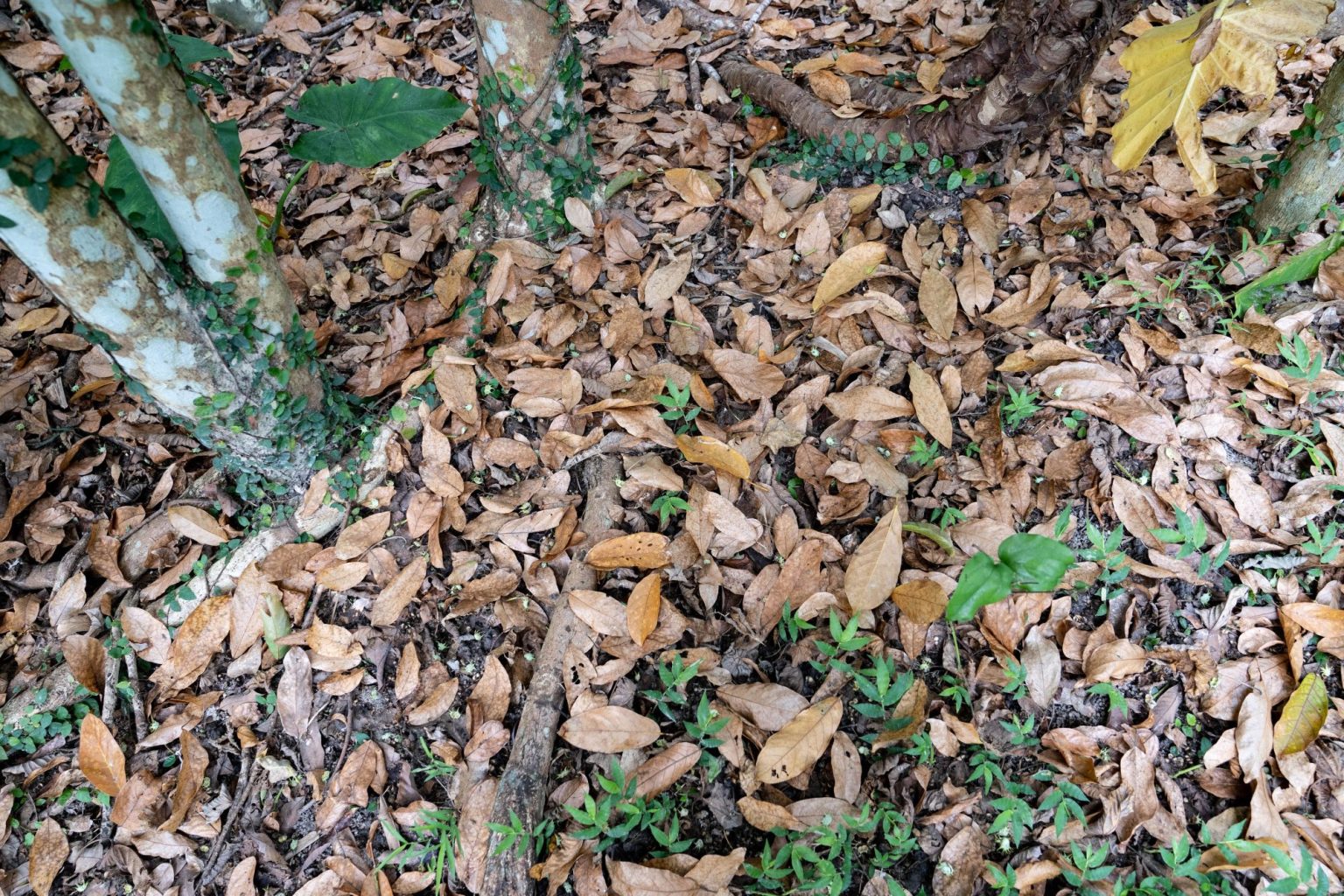 Ants and where to find them - The Ants of Saiyuen