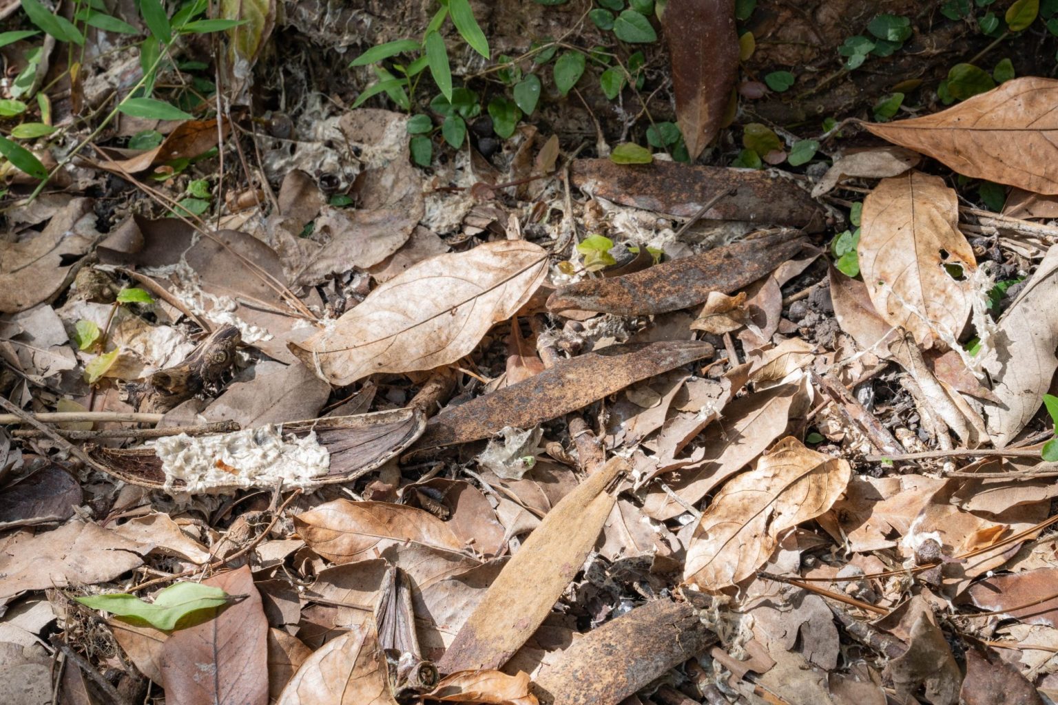 Ants and where to find them - The Ants of Saiyuen