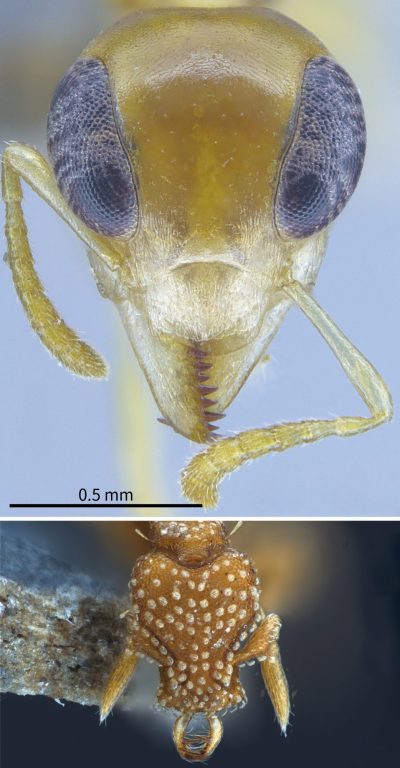 Ants and where to find them - The Ants of Saiyuen