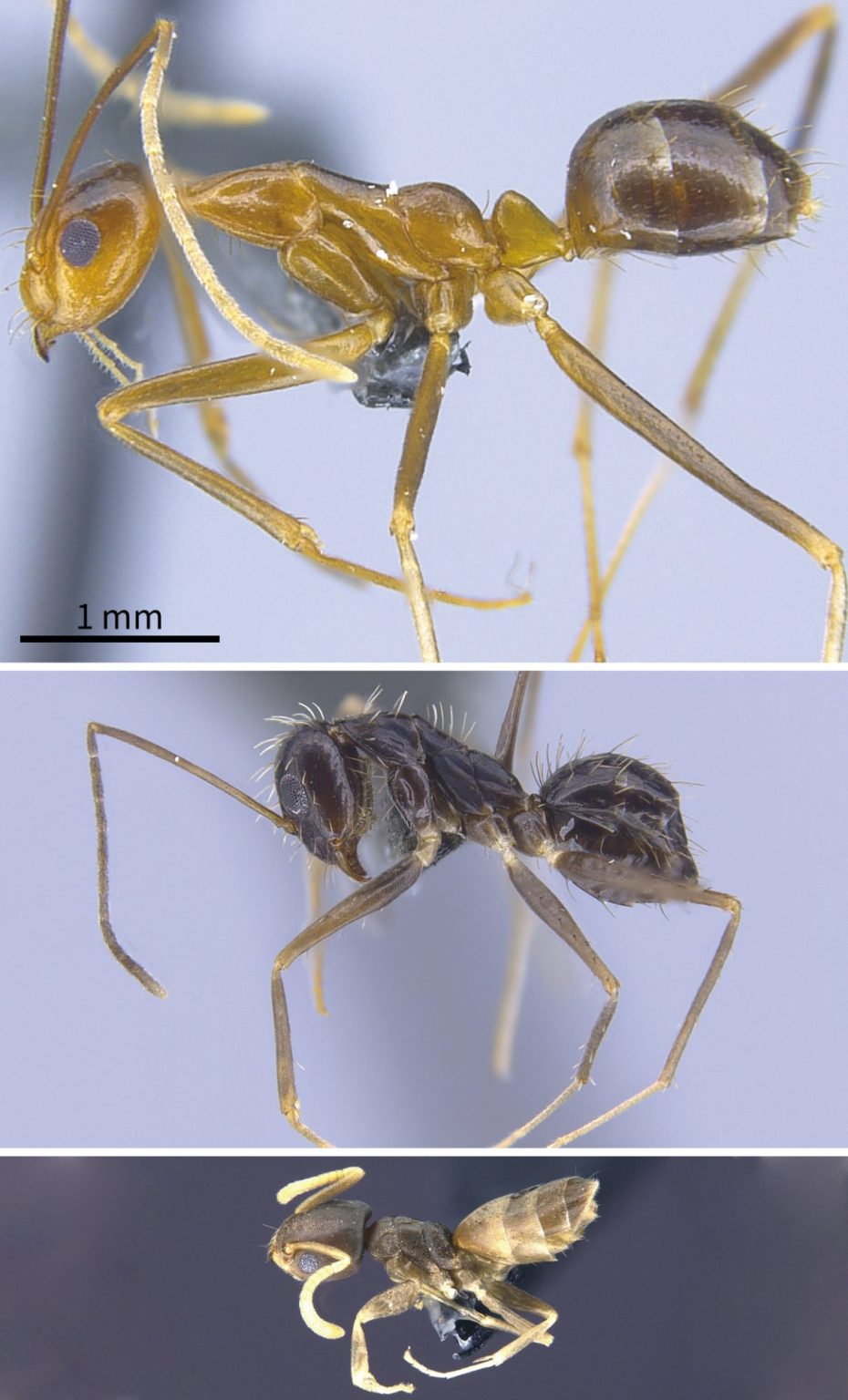 The undesired ant introductions - The Ants of Saiyuen