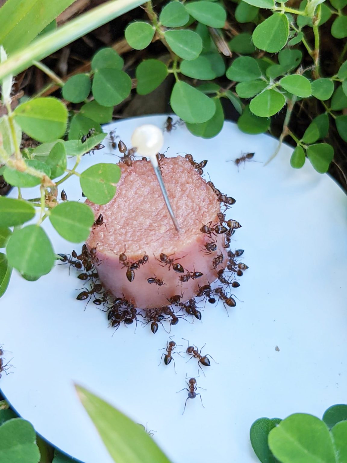 How to collect ants? - The Ants of Saiyuen