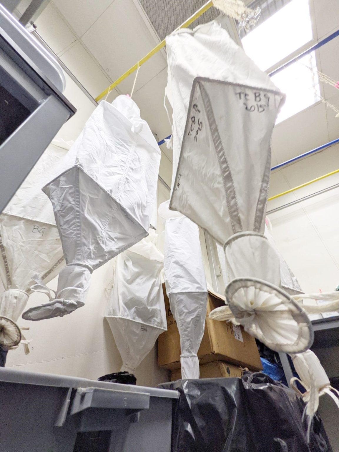 How to collect ants? - The Ants of Saiyuen