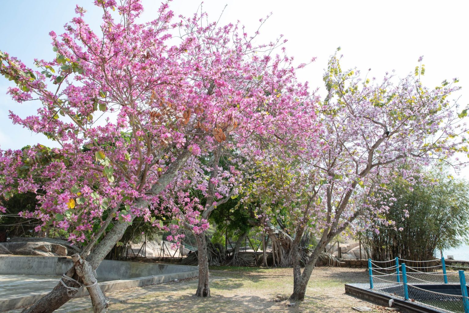 Introduction to Ants - The Ants of Saiyuen