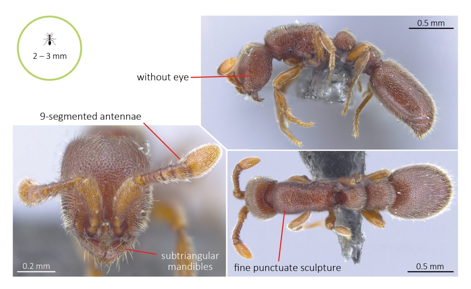 Ooceraea biroi - The Ants of Saiyuen