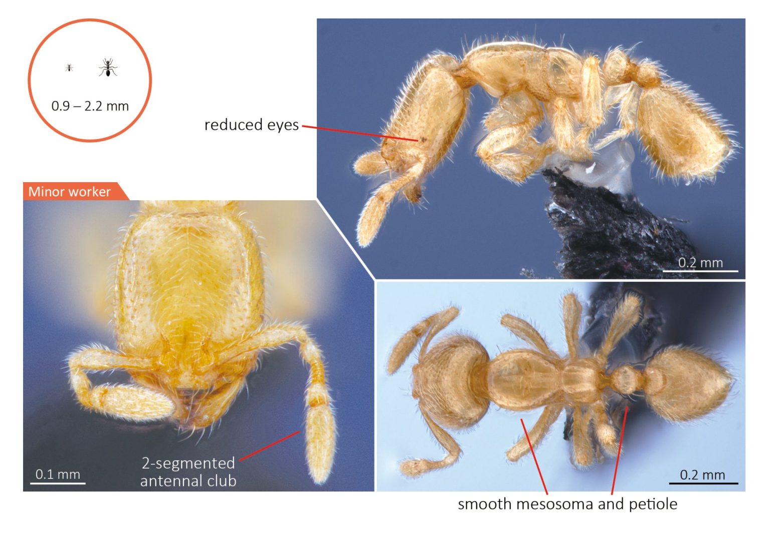 Carebara sp. cf. wheeleri - The Ants of Saiyuen