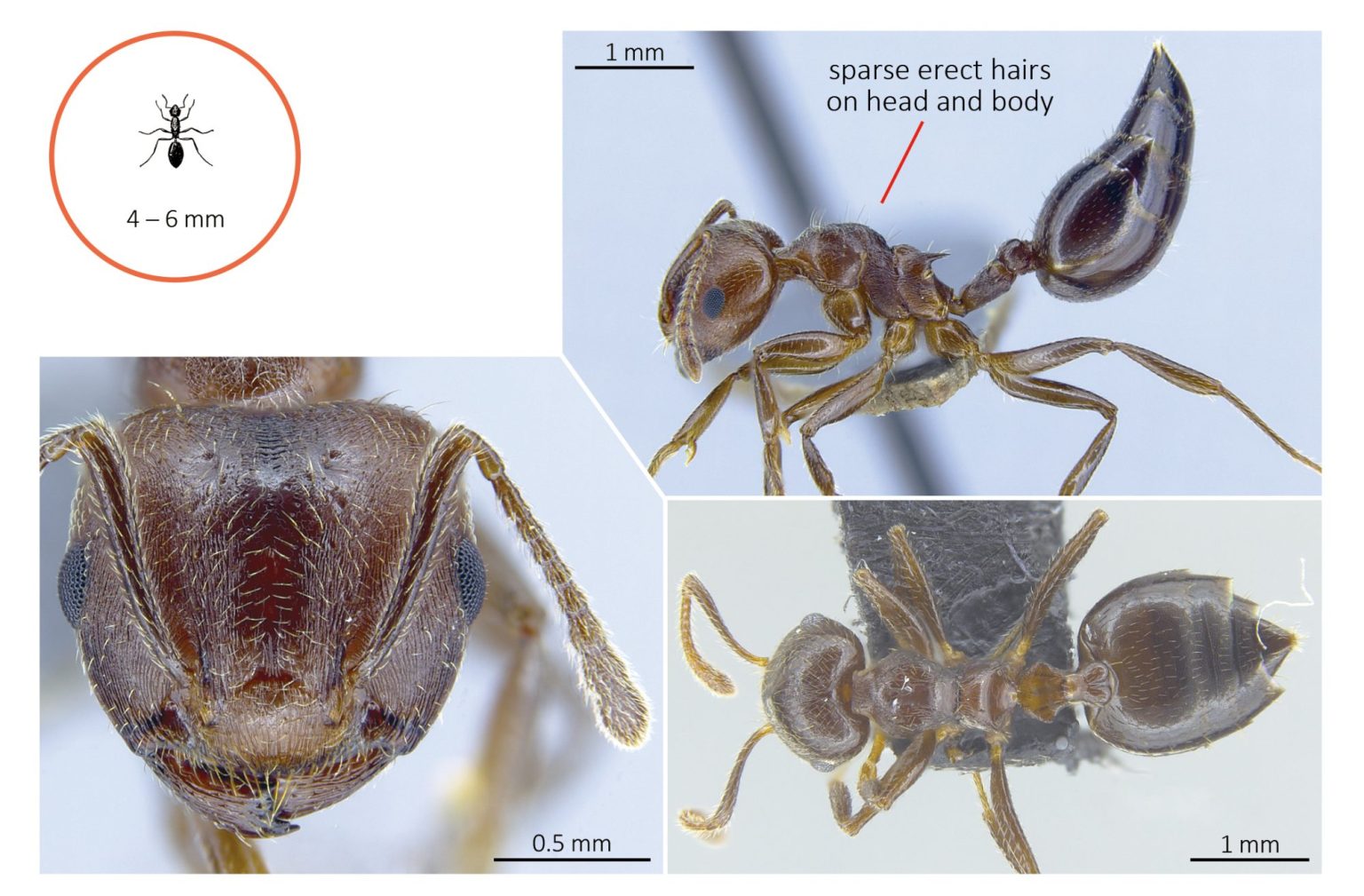 Crematogaster rogenhoferi - The Ants of Saiyuen