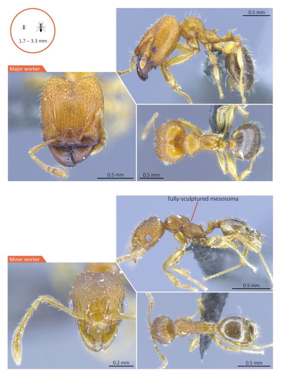 Pheidole parva - The Ants of Saiyuen