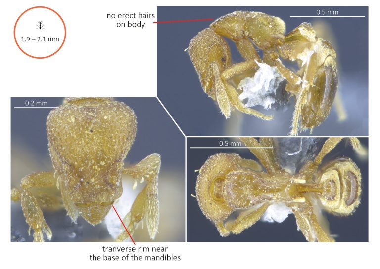 Strumigenys membranifera - The Ants of Saiyuen