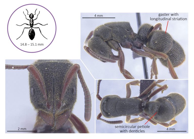 Pseudoneoponera rufipes - The Ants of Saiyuen